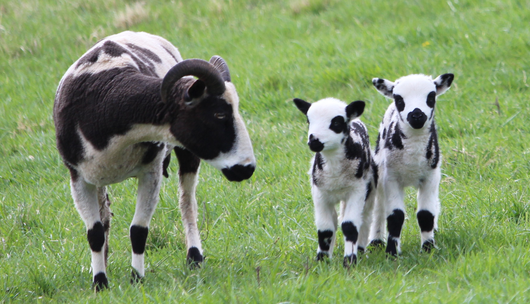 Jacob Sheep – Morgan Farms